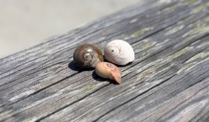 7 Common South Carolina Sea Shells - Peace Vacations